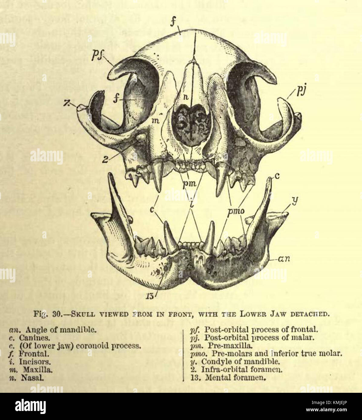 Domestic Cat Skull Drawing