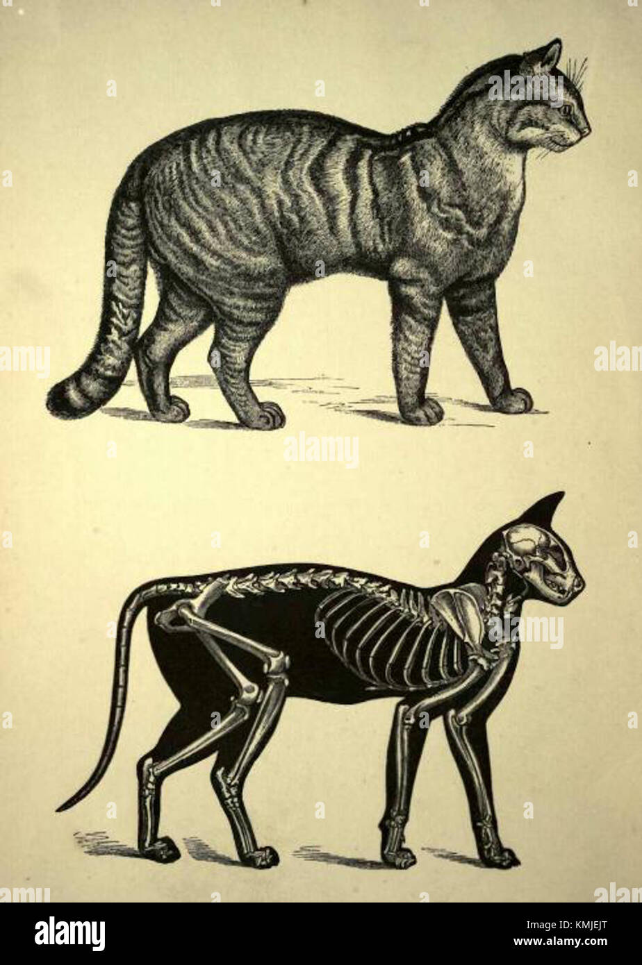 This drawing illustrates the skeletal structure of a cat, highlighting ...