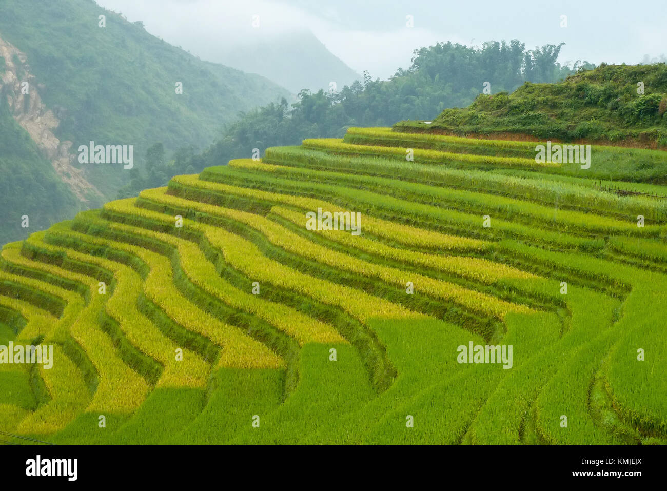 Rice fields in the Sa Pa highland, Vietnam Stock Photo - Alamy