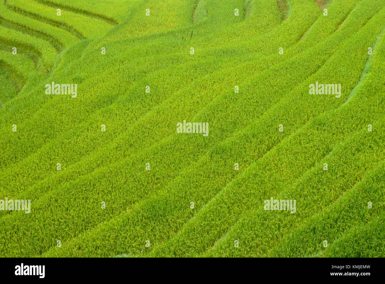 Rice fields in the Sa Pa highland, Vietnam Stock Photo - Alamy