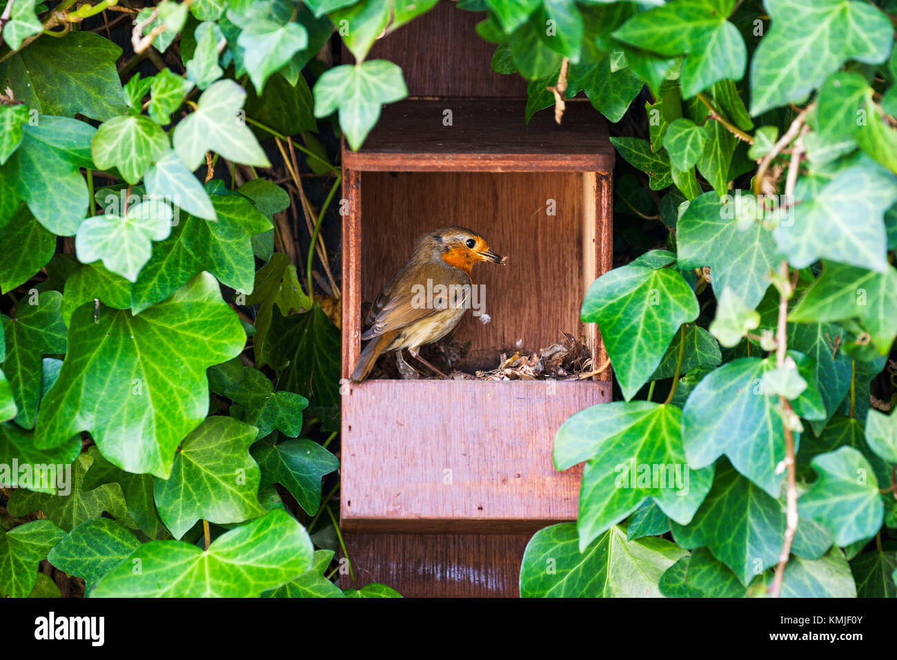 Robin nest uk hi-res stock photography and images - Alamy