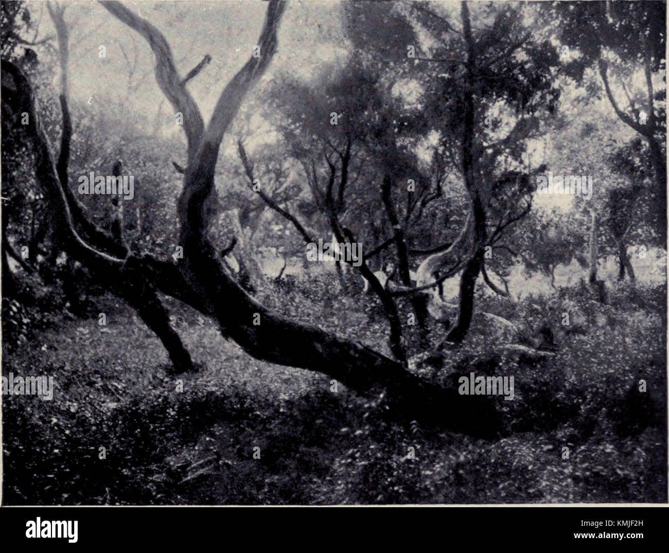This image from 1909 shows Giant Heath trees, a type of vegetation ...
