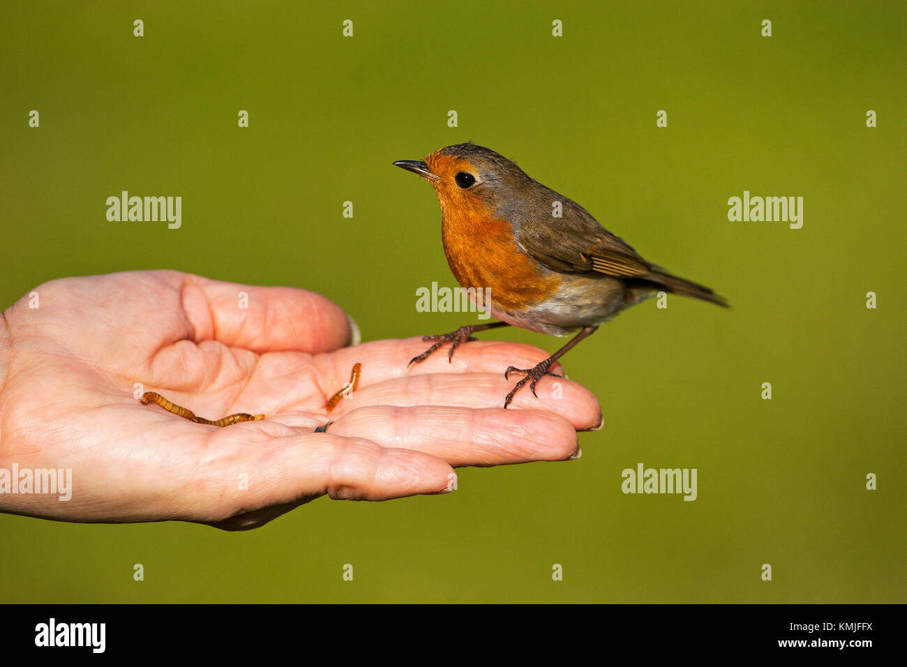 Robin hand feeding hi-res stock photography and images - Alamy