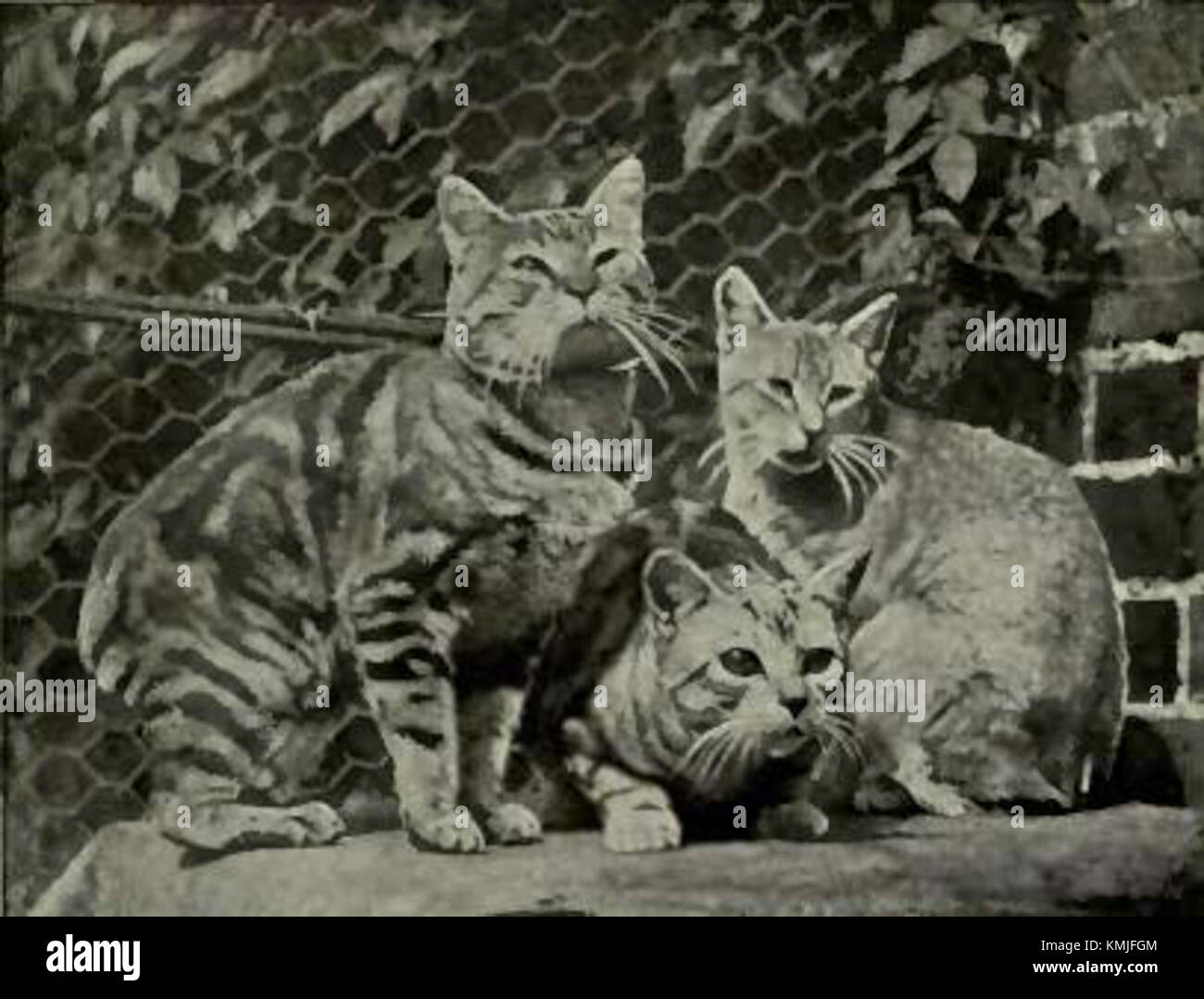 Manx nostalgia hi-res stock photography and images - Alamy