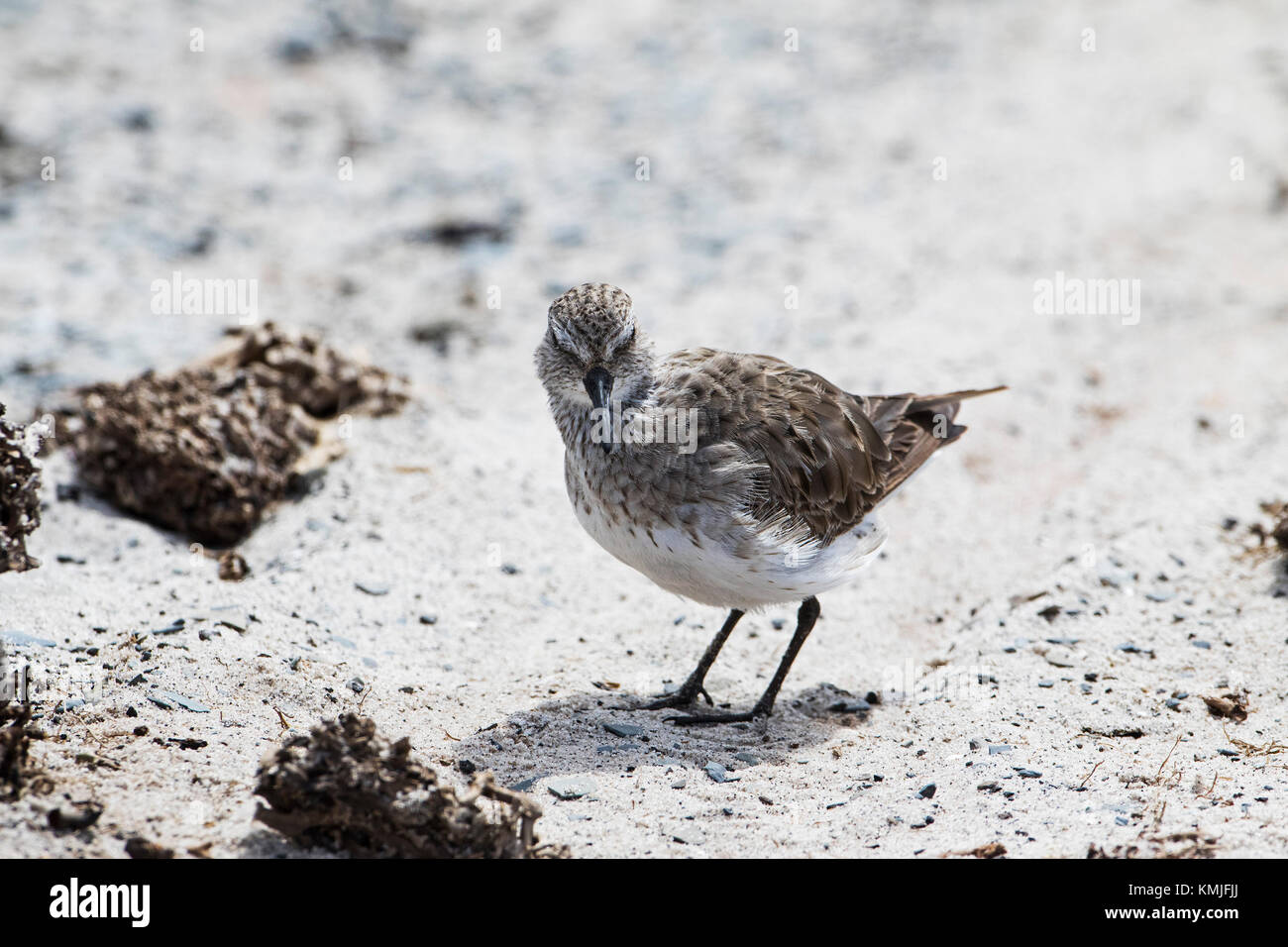White-rumped sandpiper Calidris fuscicollis on a beach Sea Lion Island ...