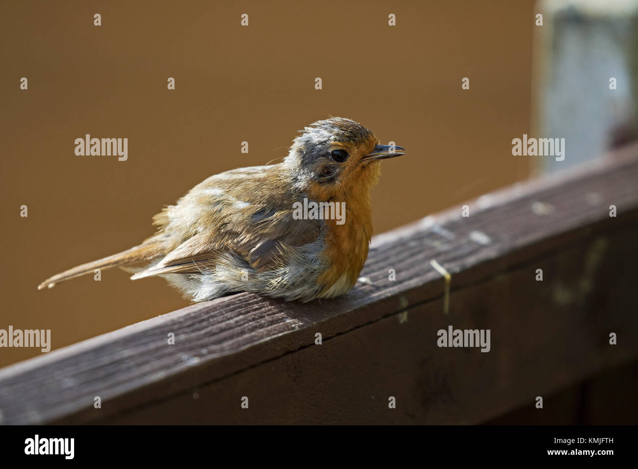 European robin Erithacus rubecula sunbathing on garden fence Ringwood ...