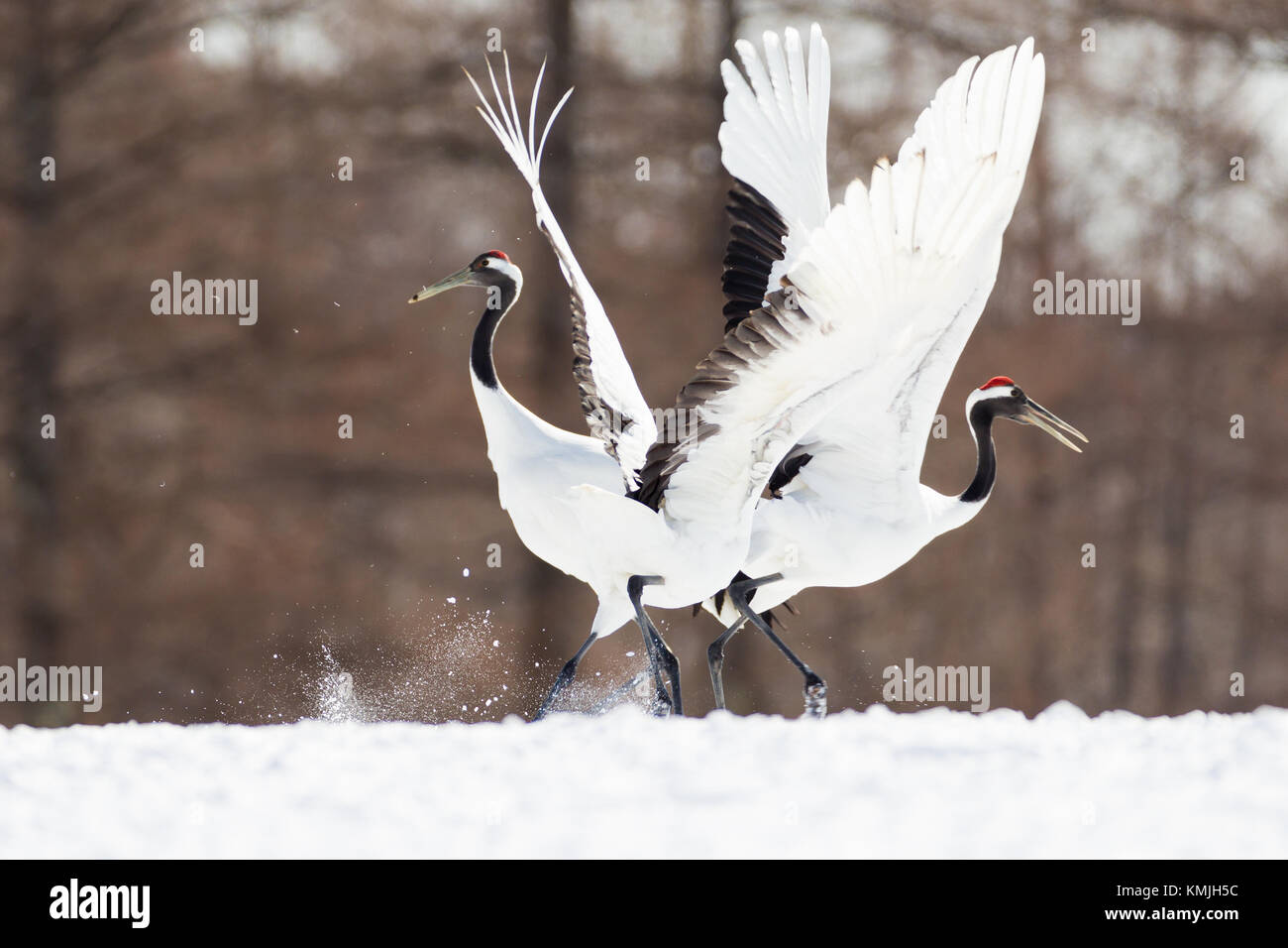 Japanese red head Tancho cranes in Hokkaido, Japan Stock Photo - Alamy