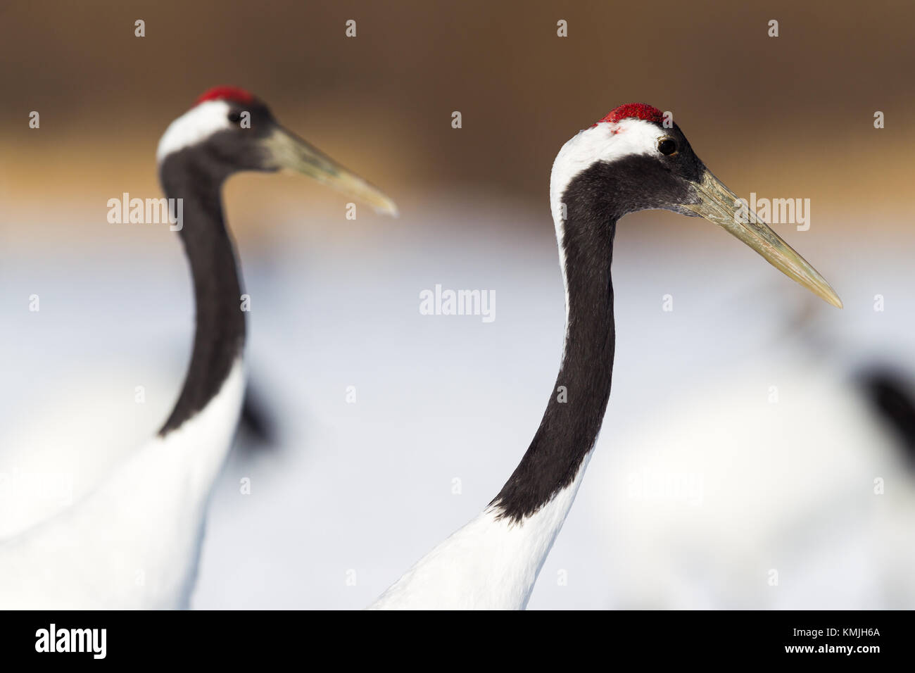 Japanese red head Tancho cranes in Hokkaido, Japan Stock Photo - Alamy