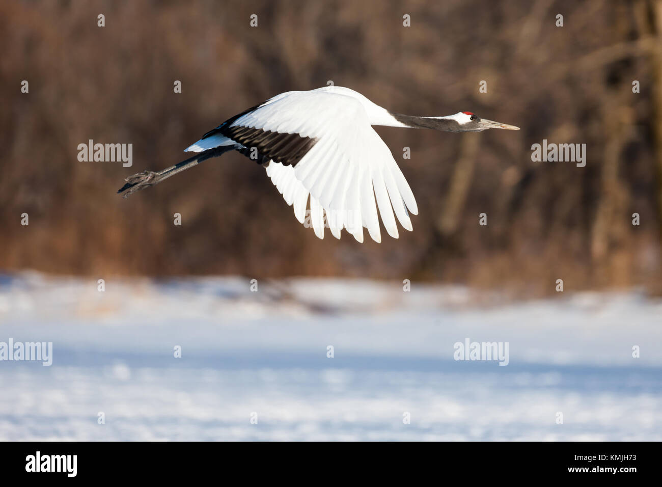 Japanese red head Tancho cranes in Hokkaido, Japan Stock Photo - Alamy