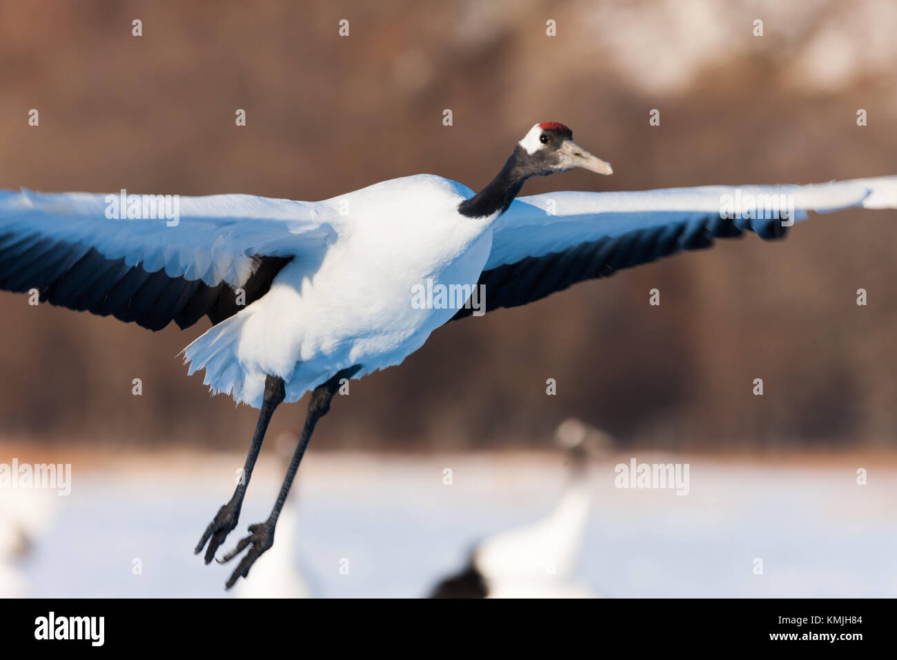 Japanese red head Tancho cranes in Hokkaido, Japan Stock Photo - Alamy
