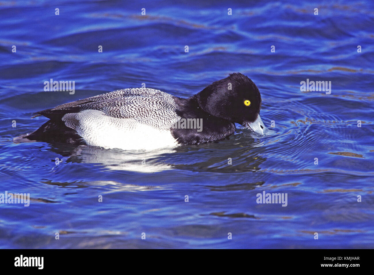 Lesser scaup Aythya affinis swimming on Bill Evans Lake near Silver ...
