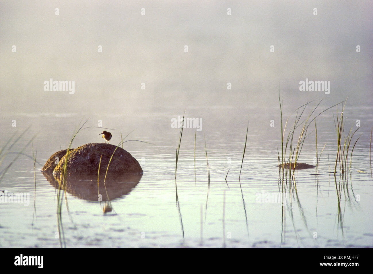 Common sandpiper Actitis hypoleucos on rock in early morning mist Loch ...