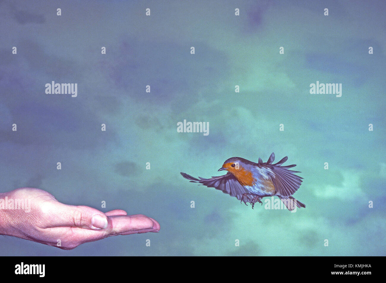 European robin Erithacus rubecula male flying to mealworms in the hand ...