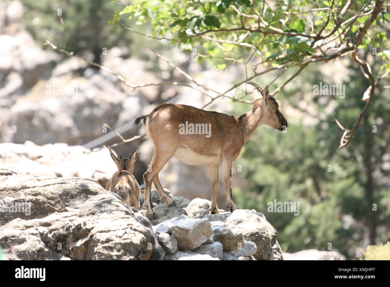 Two kri kri goats in Samaria Gorge on Crete Stock Photo - Alamy