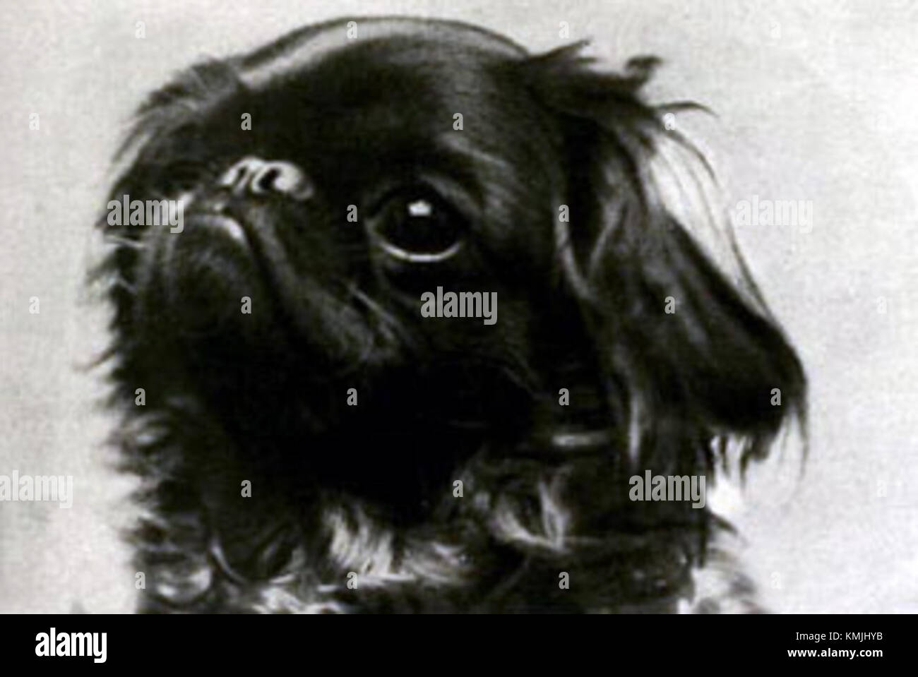 An image of a Ruby Spaniel dog surrounded by red clover, capturing the ...