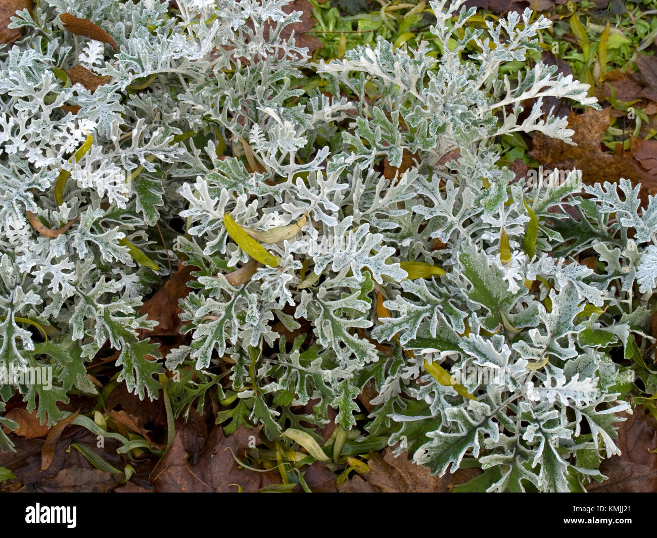 Senecio cineraria "Silver Dust" shrub in late autumn Stock Photo - Alamy