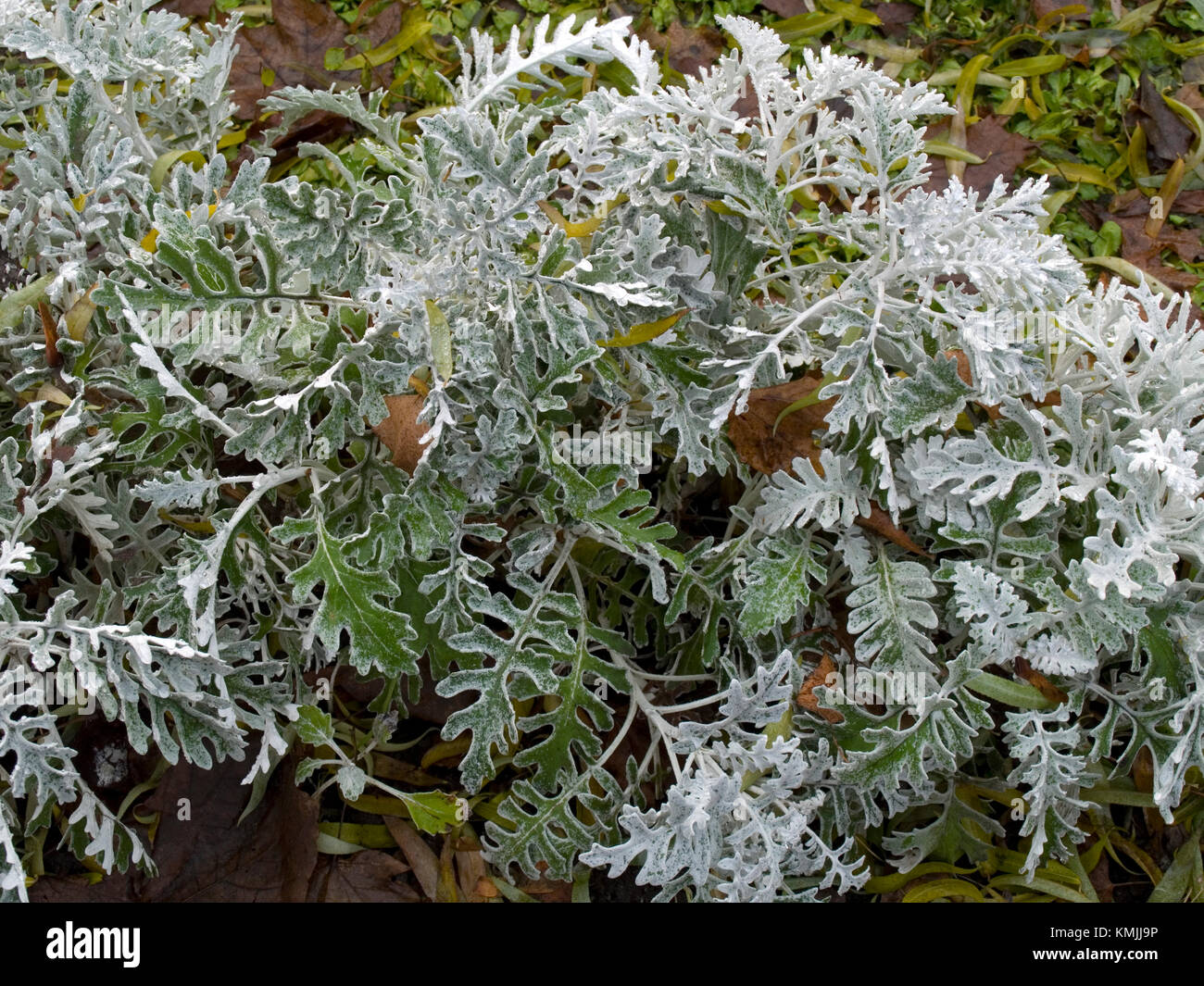 Silver dust dusty miller hi-res stock photography and images - Alamy