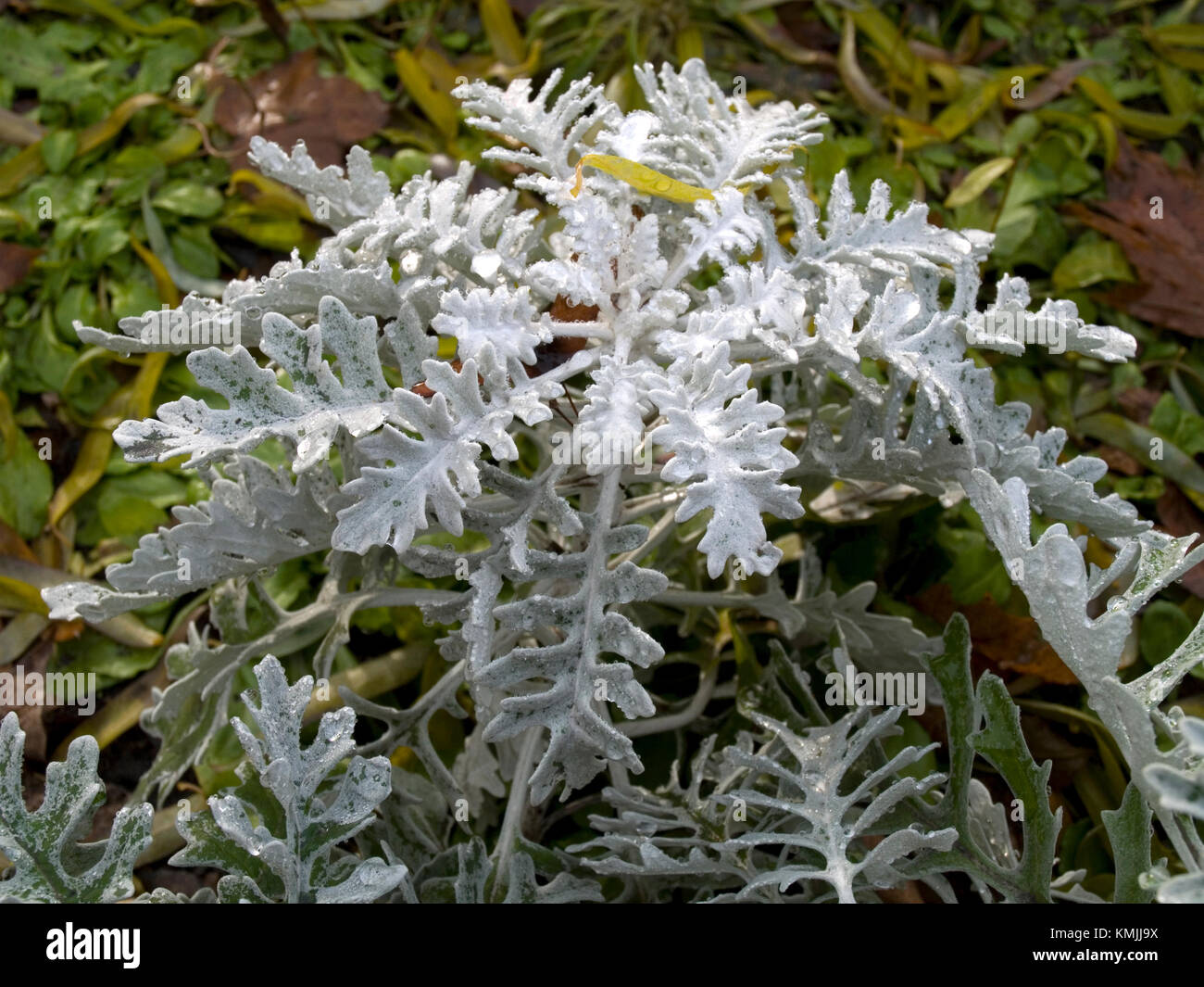 Senecio cineraria "Silver Dust" shrub in late autumn Stock Photo - Alamy
