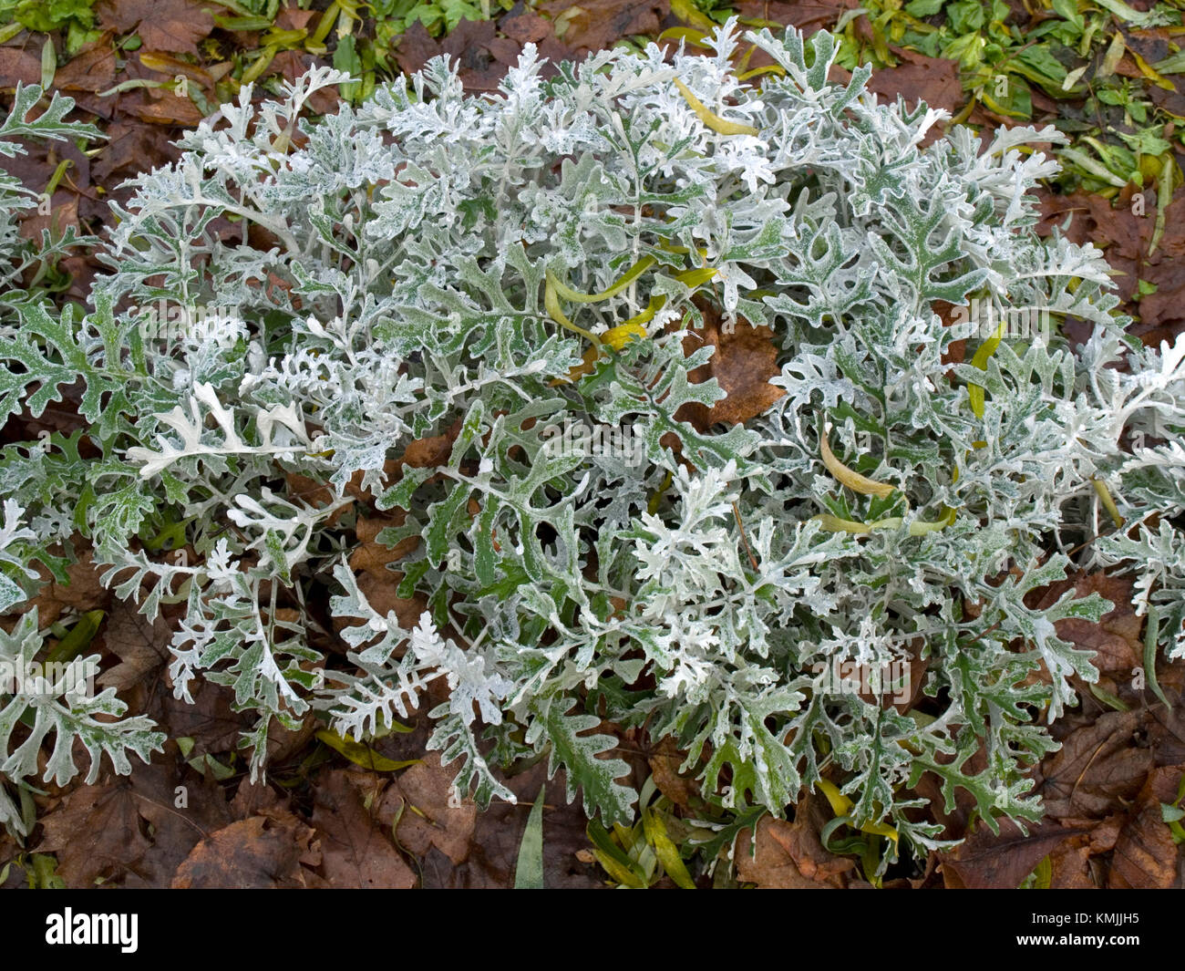 Senecio cineraria "Silver Dust" shrub in late autumn Stock Photo - Alamy