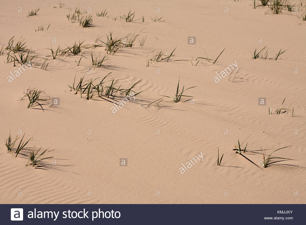 Sand Dune Stabilization Stock Photos & Sand Dune Stabilization Stock ...
