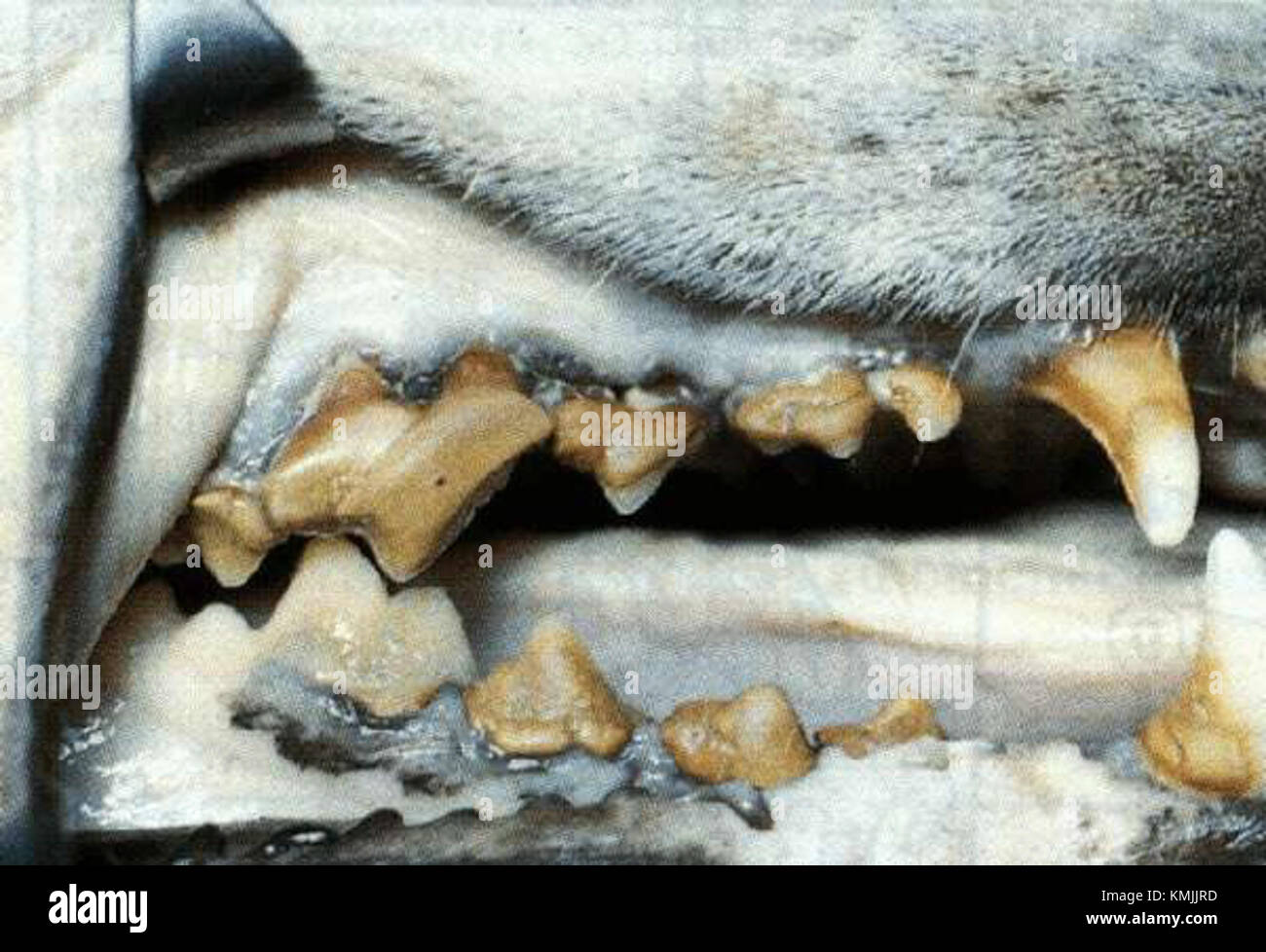 Parodontitis in dogs, commonly known as periodontal disease, affects ...