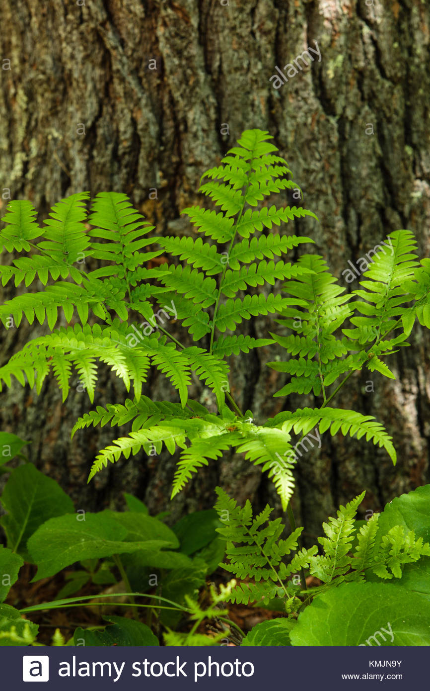 Ferns Growing On Tree Trunk Stock Photos & Ferns Growing On Tree Trunk ...