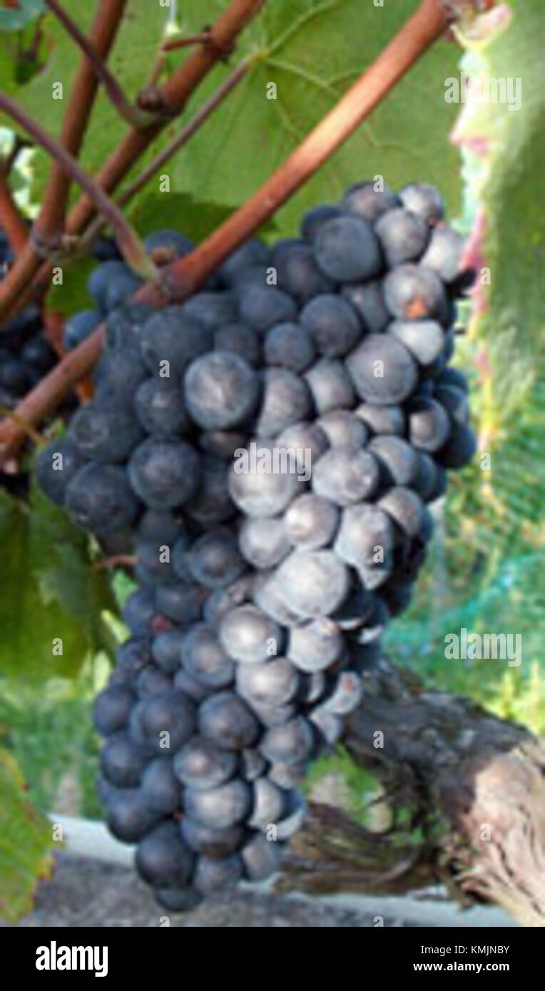 Robert Plant, the legendary lead singer of Led Zeppelin, known for his ...