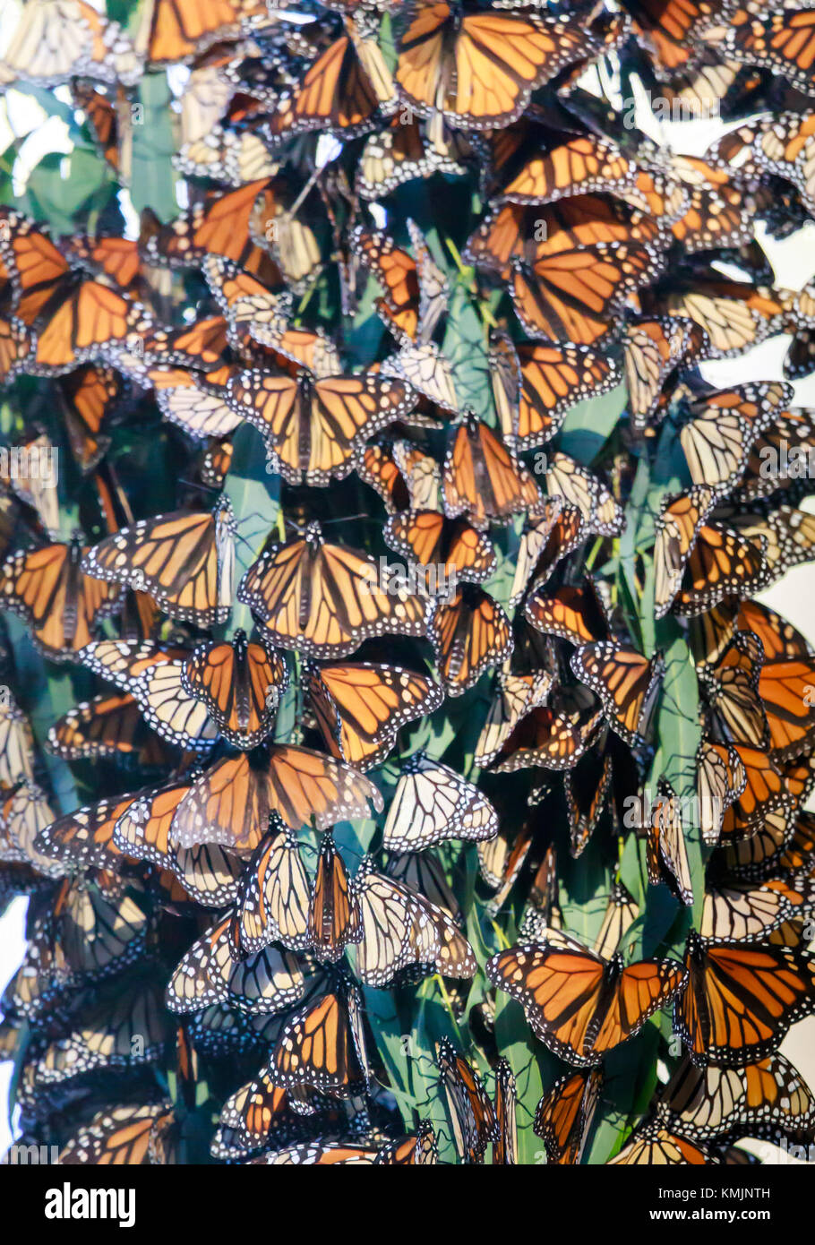 Monarch Butterfly Cluster Stock Photo - Alamy