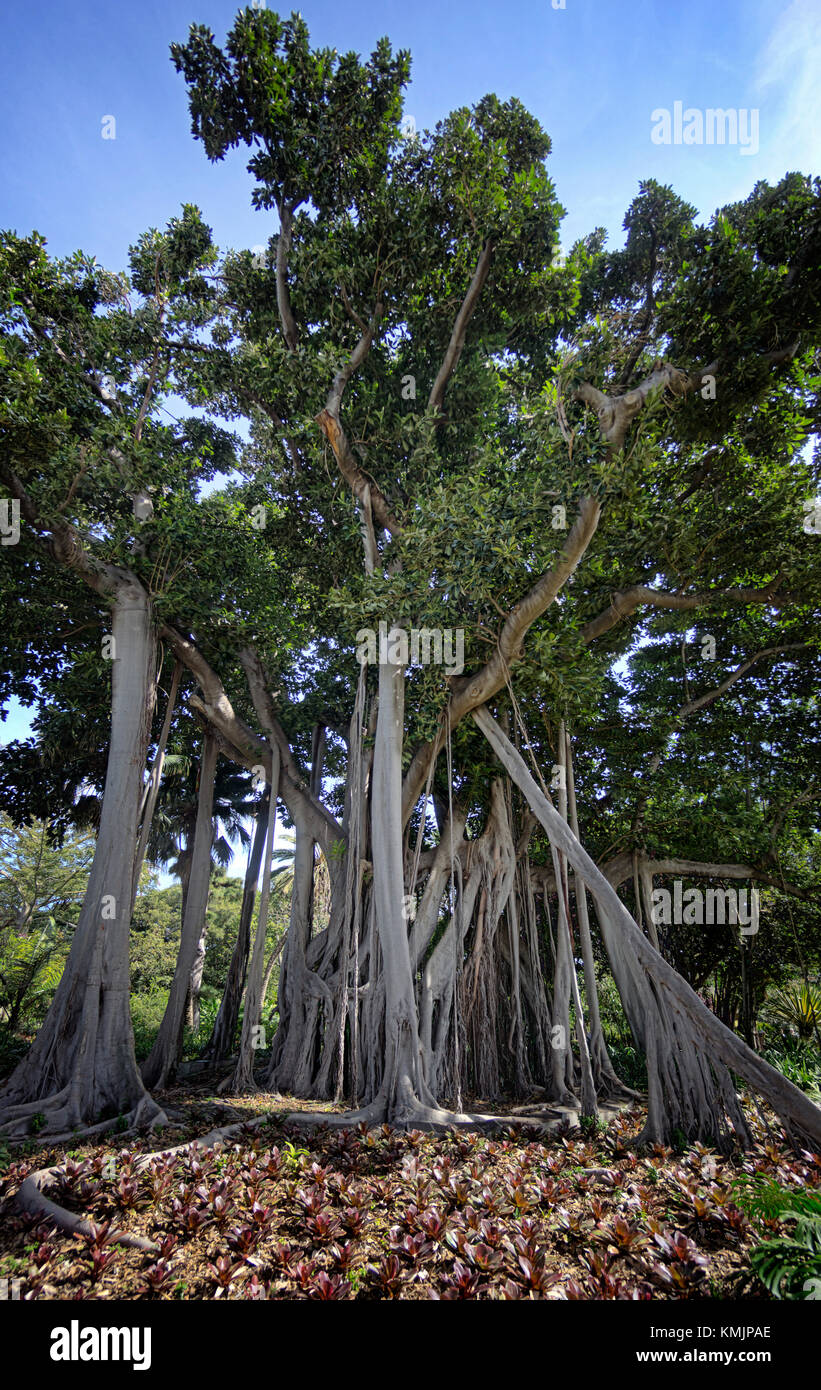 Ficus macrophylla columnaris, Botanical Garden at Puerto de la Cruz ...