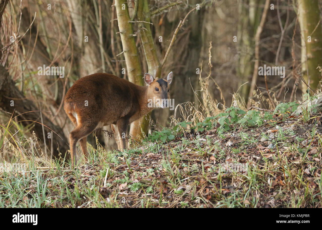 A pretty female Muntjac Deer (Muntiacus reevesi) feeding on an island ...