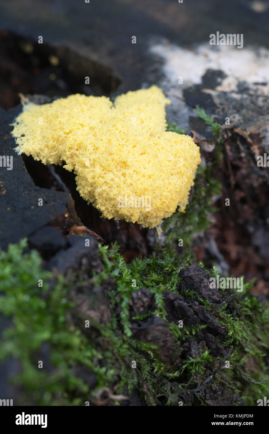Fuligo septica mushrooms (slime mould) on an old stump Stock Photo - Alamy
