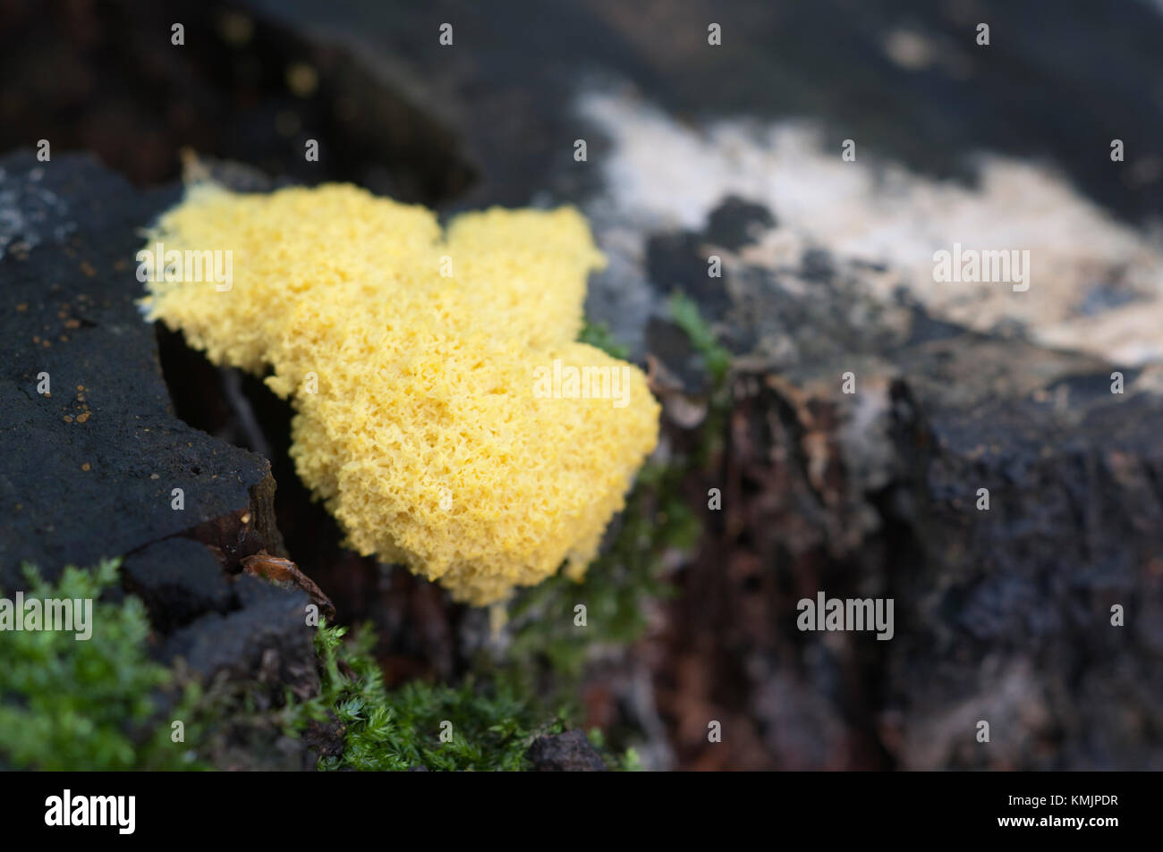 Fuligo septica mushrooms (slime mould) on an old stump Stock Photo - Alamy
