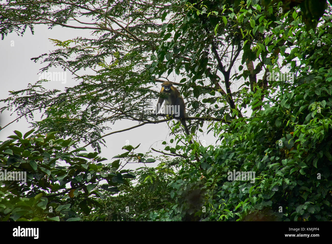 Moustached guenon (Cercopithecus cephus Stock Photo - Alamy