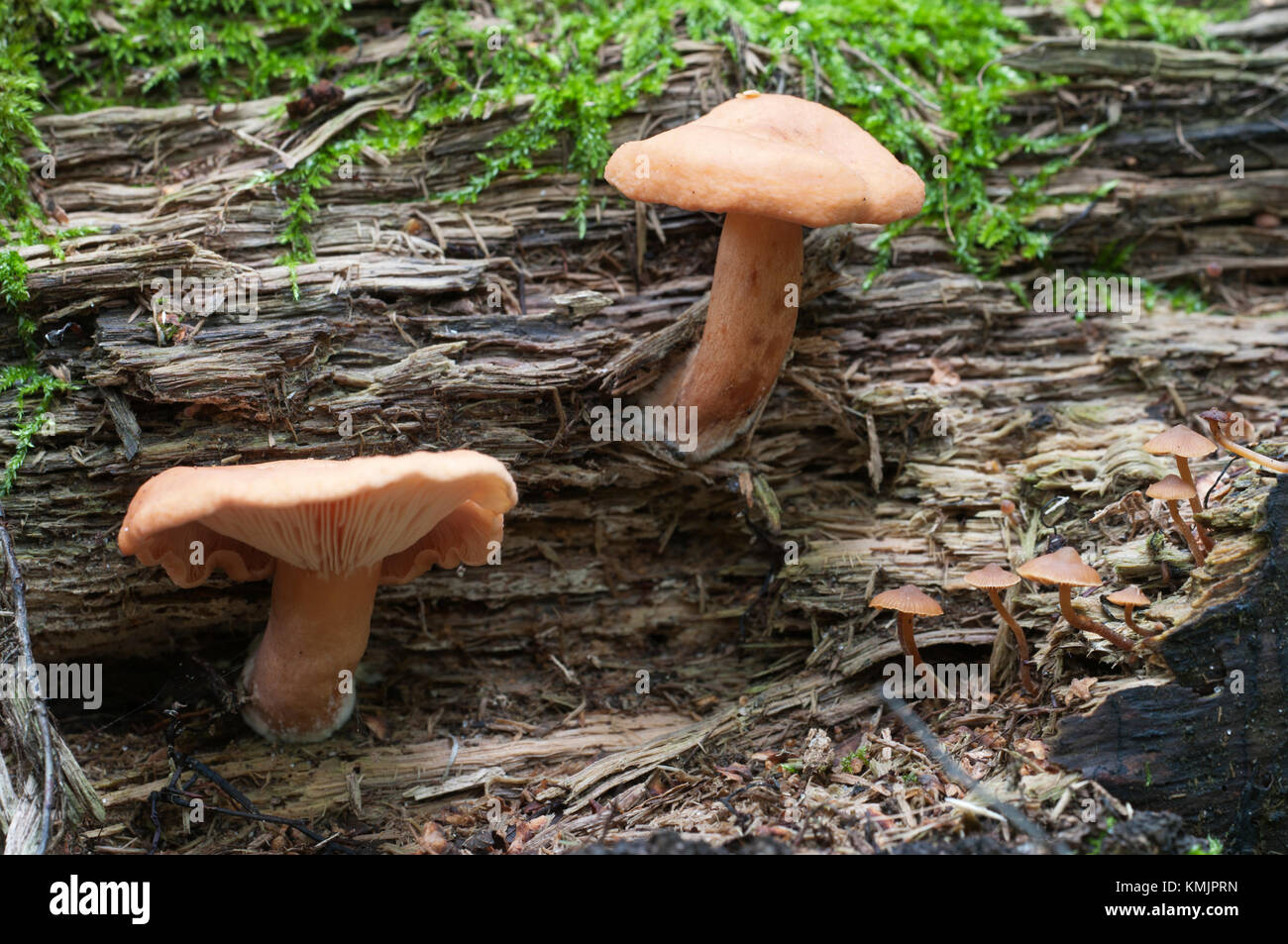 Rufus milkcap (Lactarius rufus) mushroom, close up shot Stock Photo - Alamy