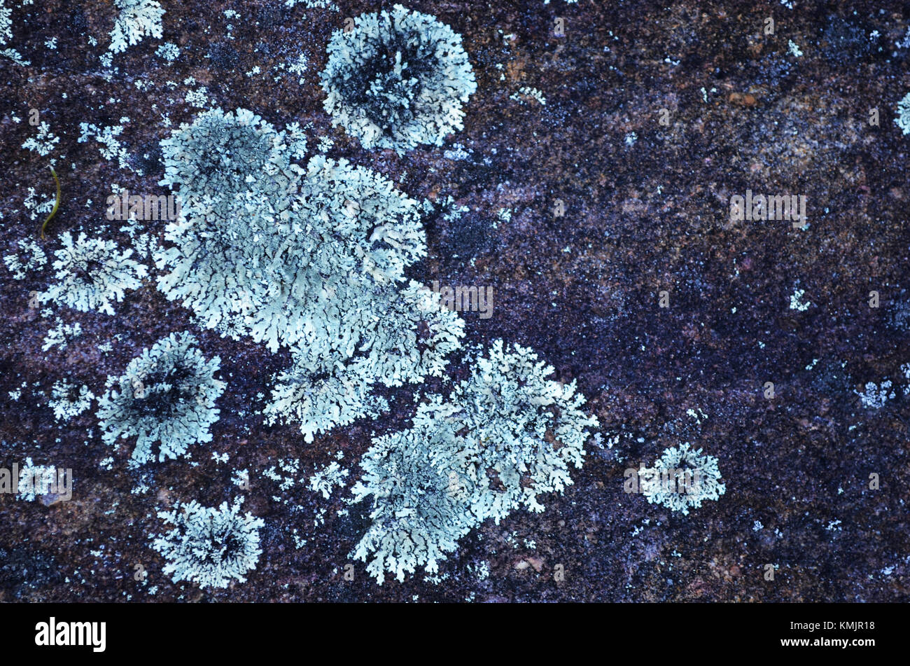 Natural abstract concept - Rock face with plant spores growing Stock ...