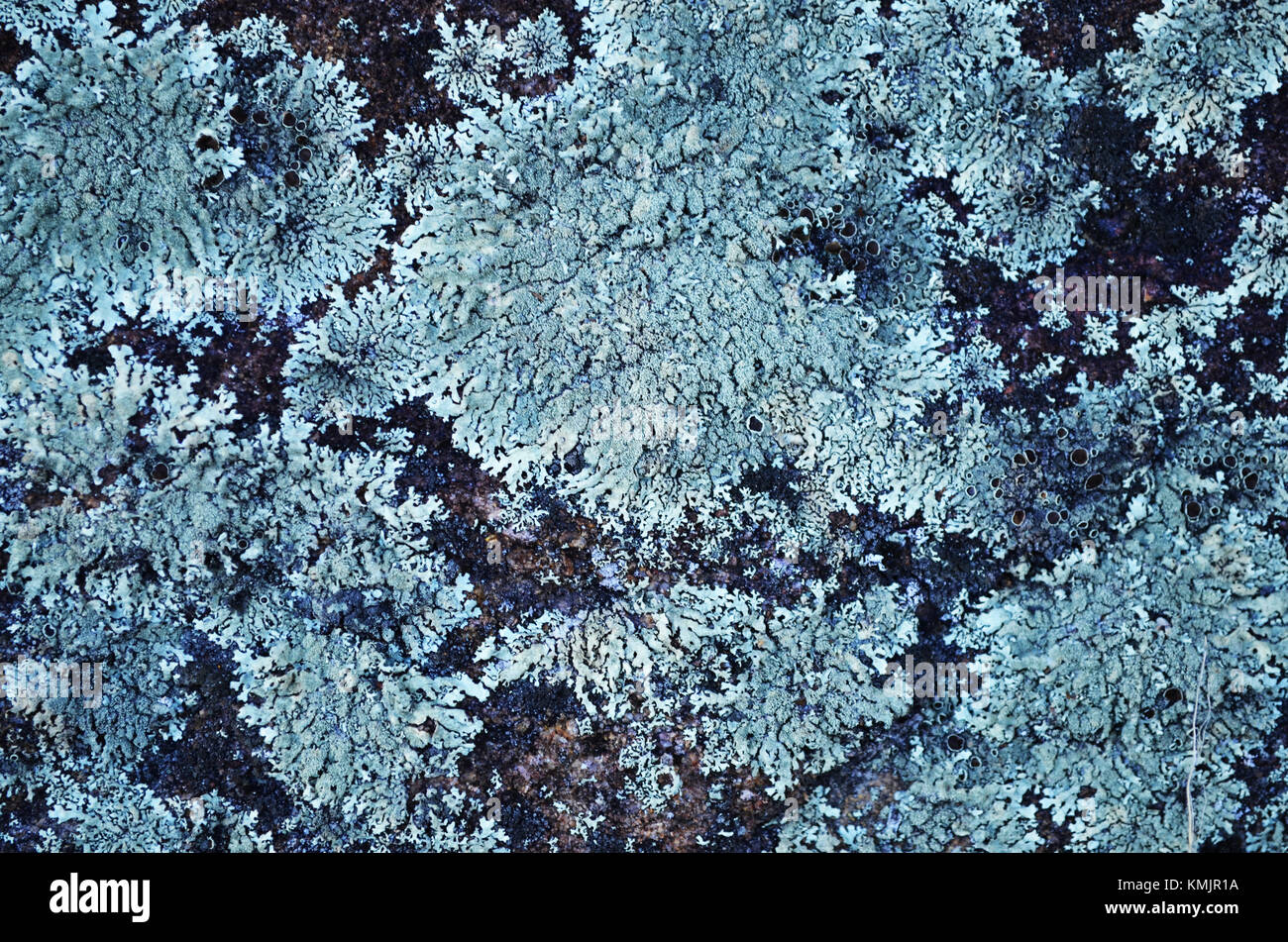 Natural abstract concept - Rock face with plant spores growing Stock ...