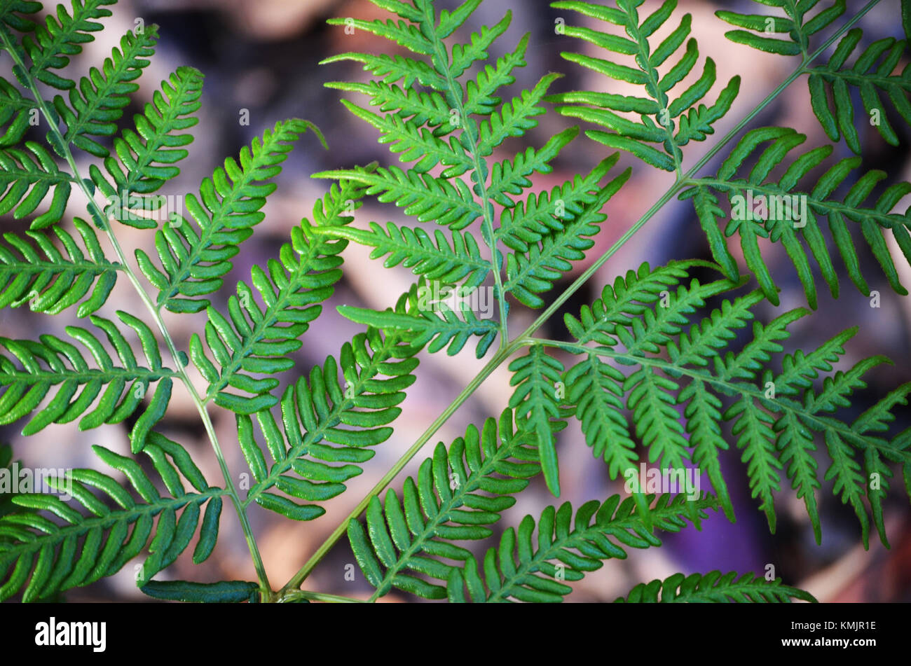 Fern wallpaper hi-res stock photography and images - Alamy