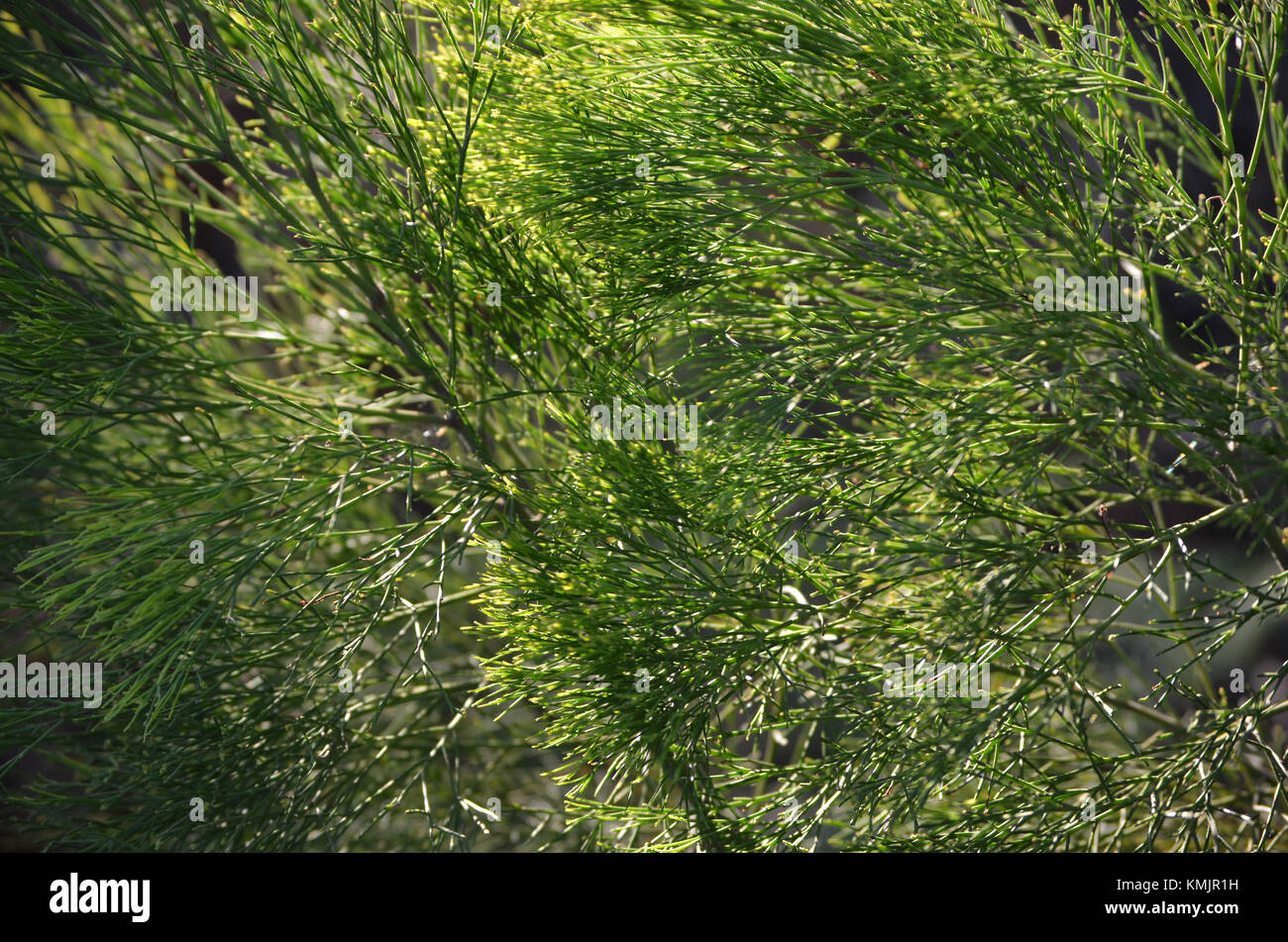Australian bush background hi-res stock photography and images - Alamy