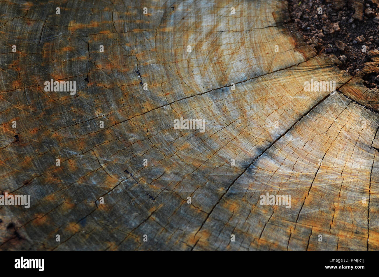 Abstract background concept - Close up of rings within tree trunk Stock ...