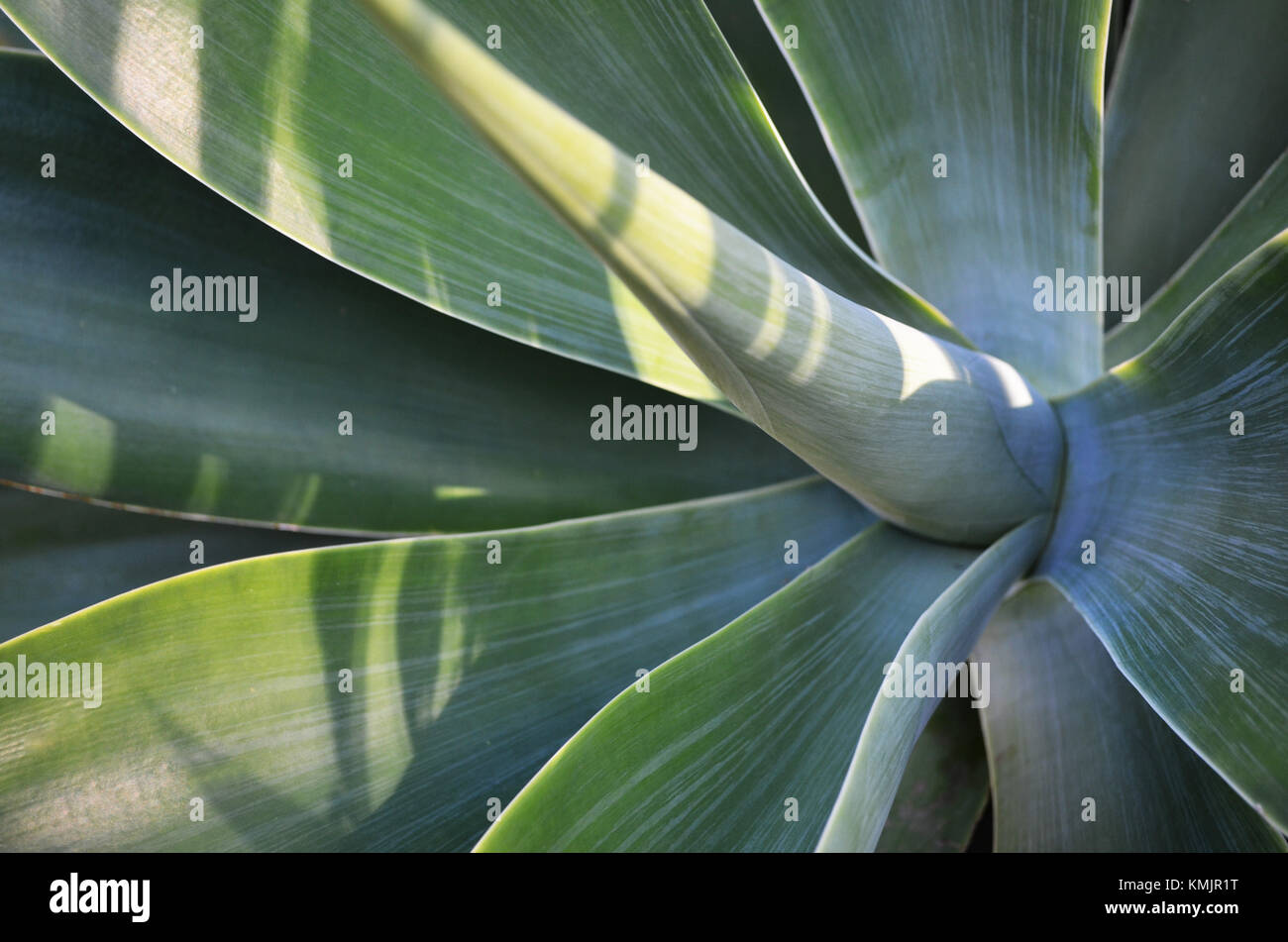 Close up of agave plant Stock Photo - Alamy