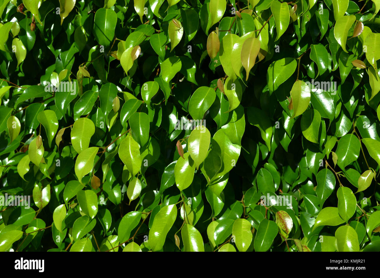 Background concept close up of ficus tree Stock Photo - Alamy