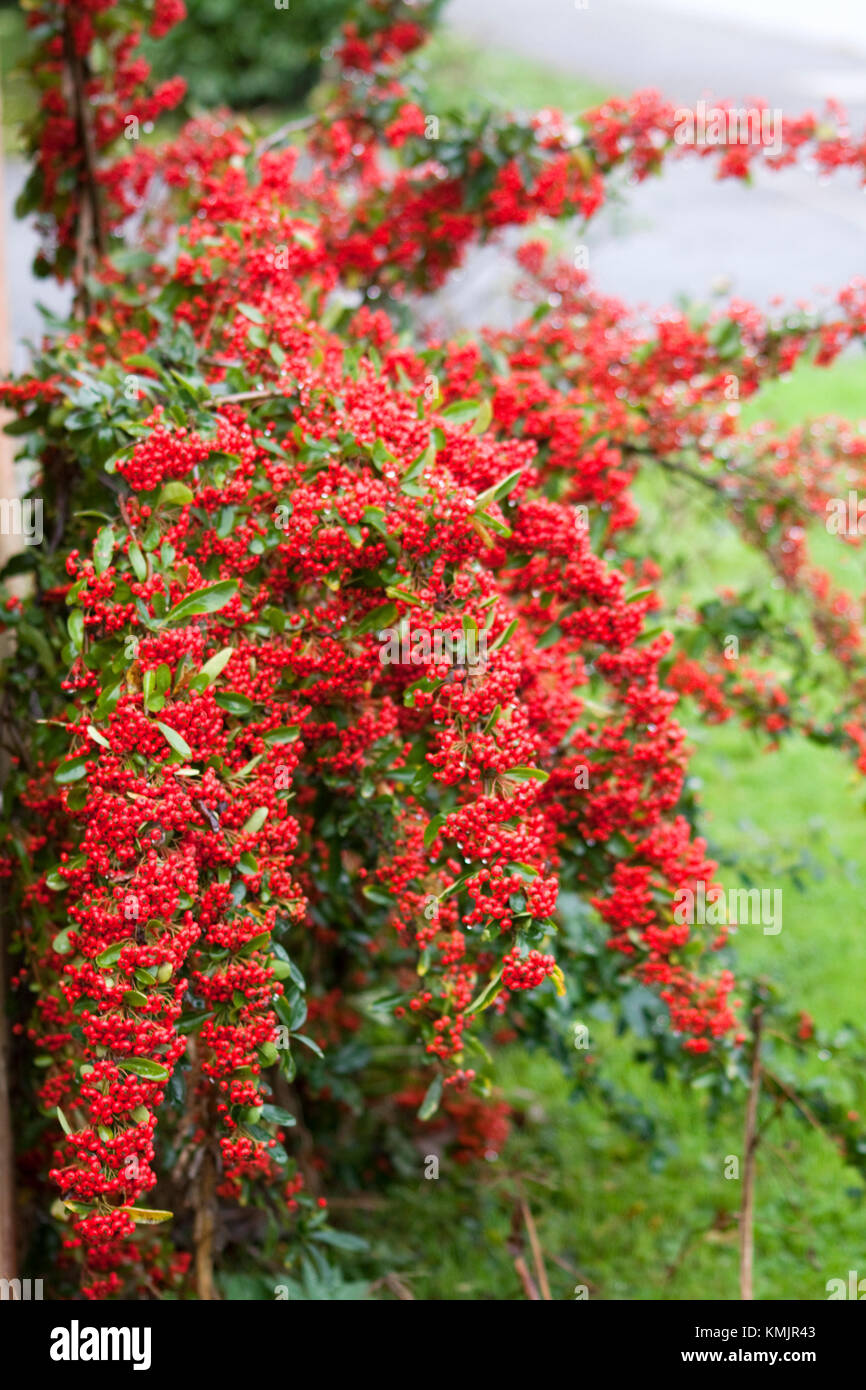 Pyracantha Shrub High Resolution Stock Photography and Images - Alamy