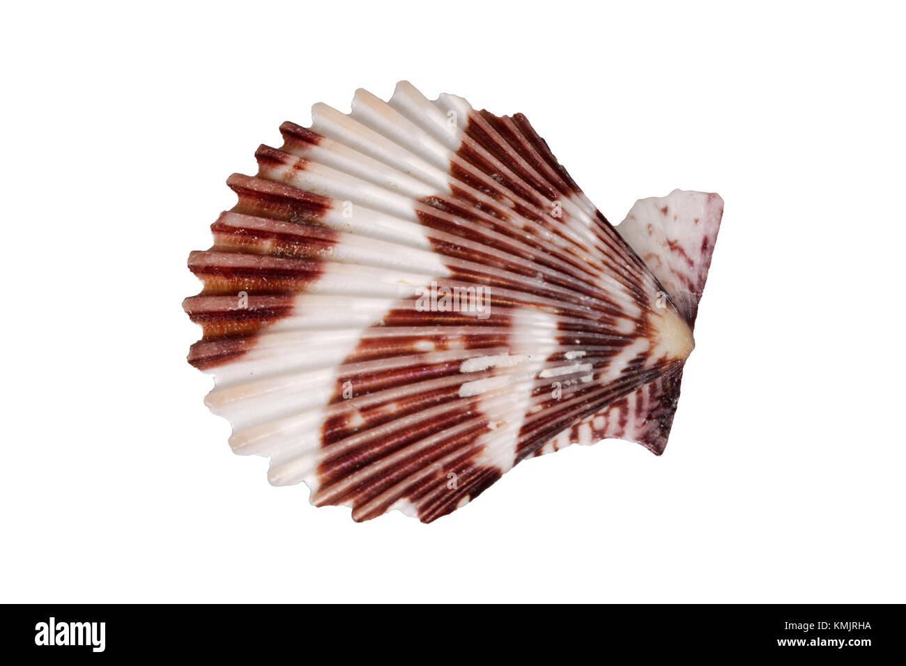 Sea shell isolated on a white background Stock Photo - Alamy