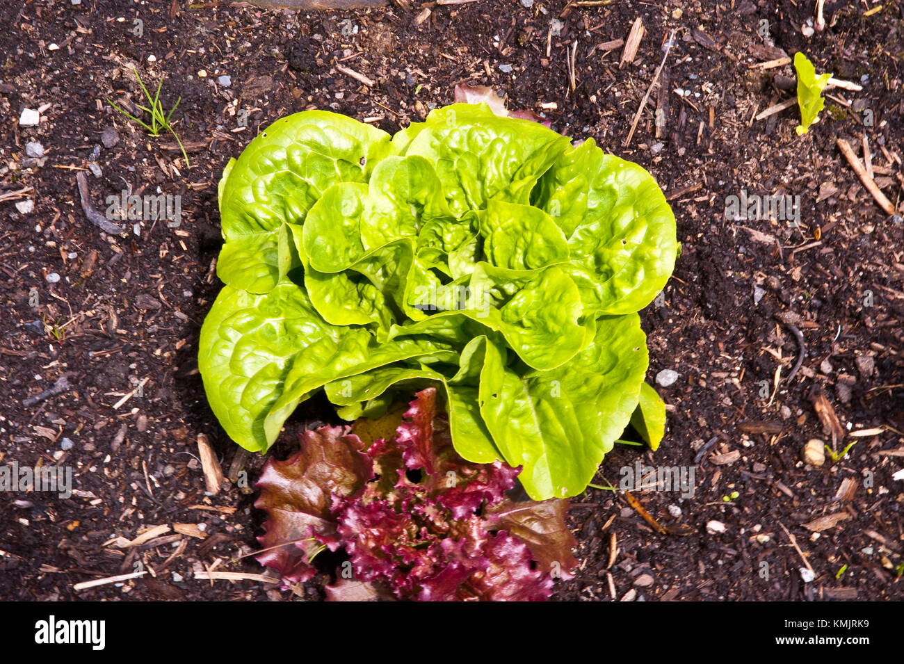 Garden agricultural produce hi-res stock photography and images - Alamy