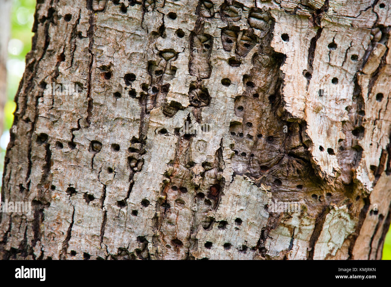 Insect tree damage hi-res stock photography and images - Alamy
