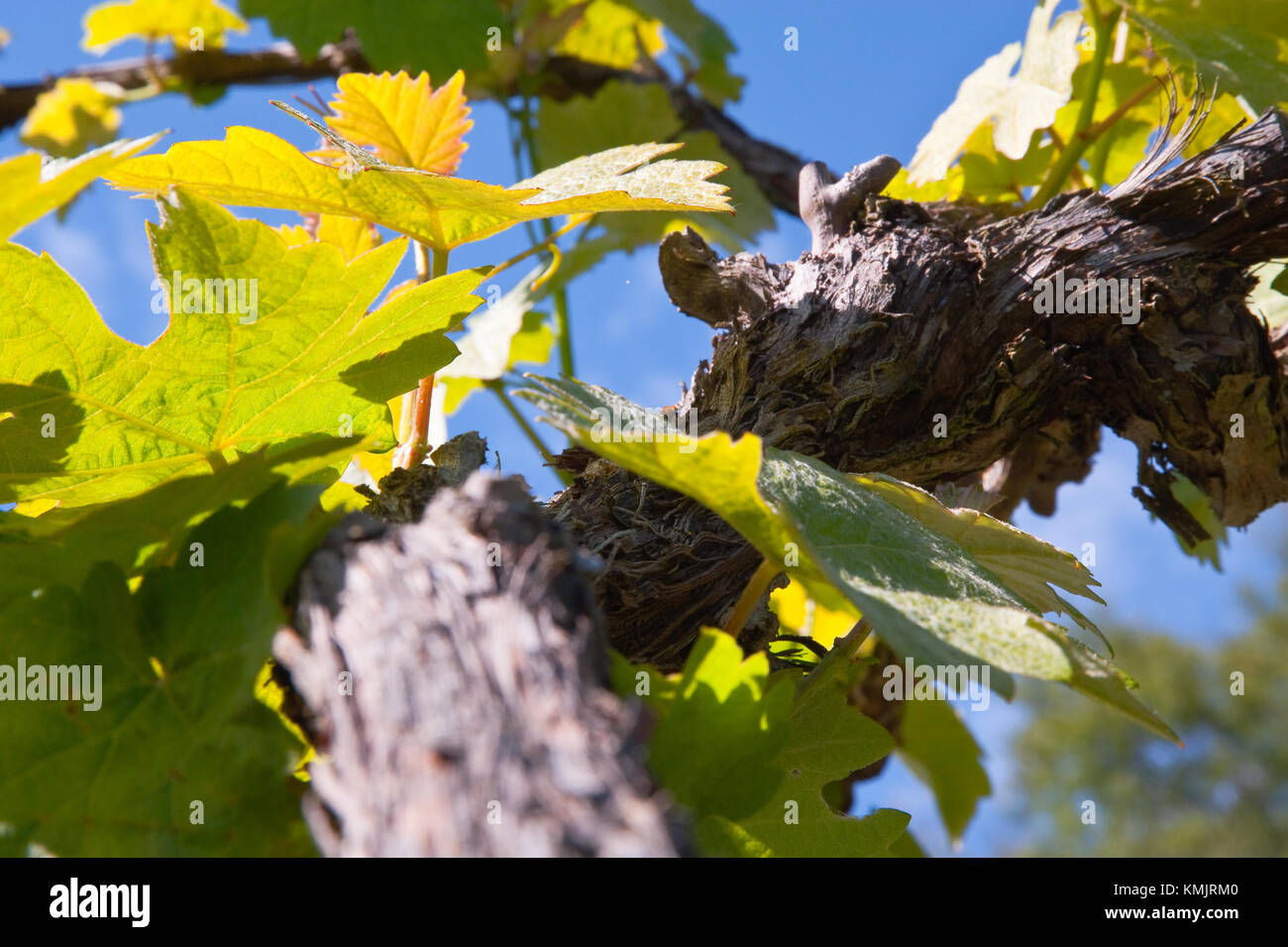 Close-up of tree branch and leaves Stock Photo - Alamy