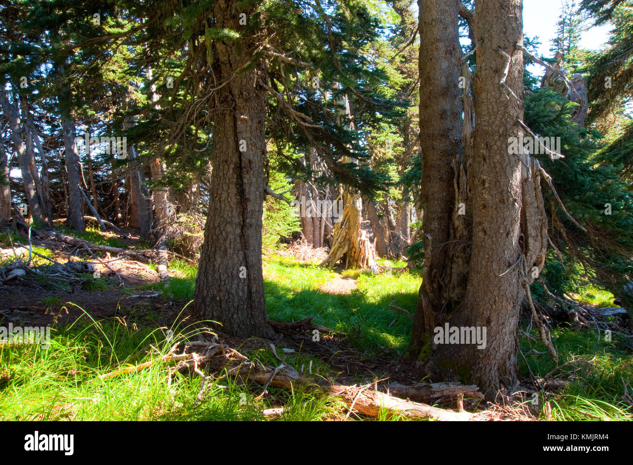 Sunlit trees in a forest Stock Photo - Alamy