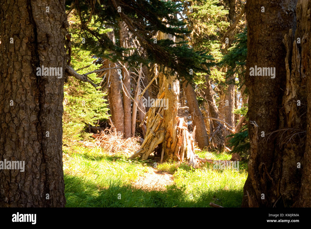 Sunlit trees in a forest Stock Photo - Alamy