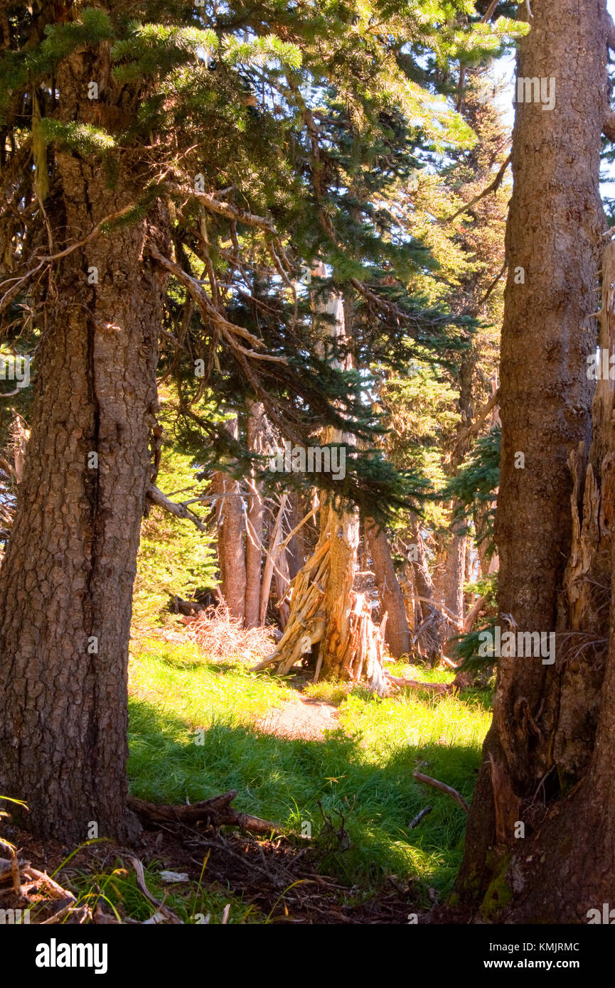 Sunlit trees in a forest Stock Photo - Alamy