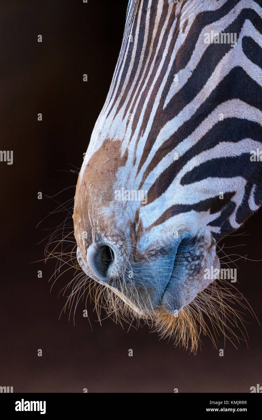 Grévy's zebra (Equus grevyi Stock Photo - Alamy